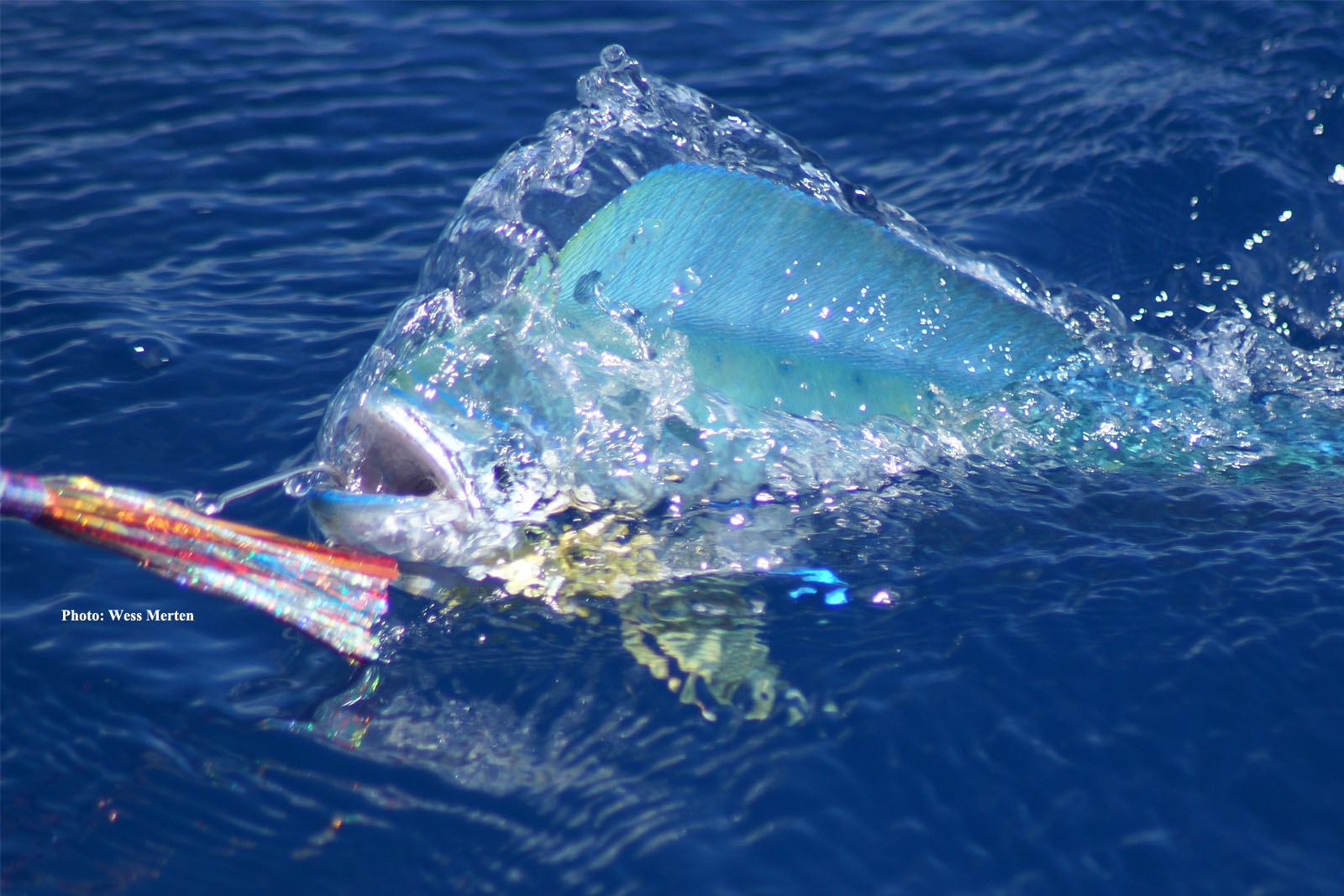 small dolphin | Dolphinfish Research Program | Mahi-Mahi | Mahi ...