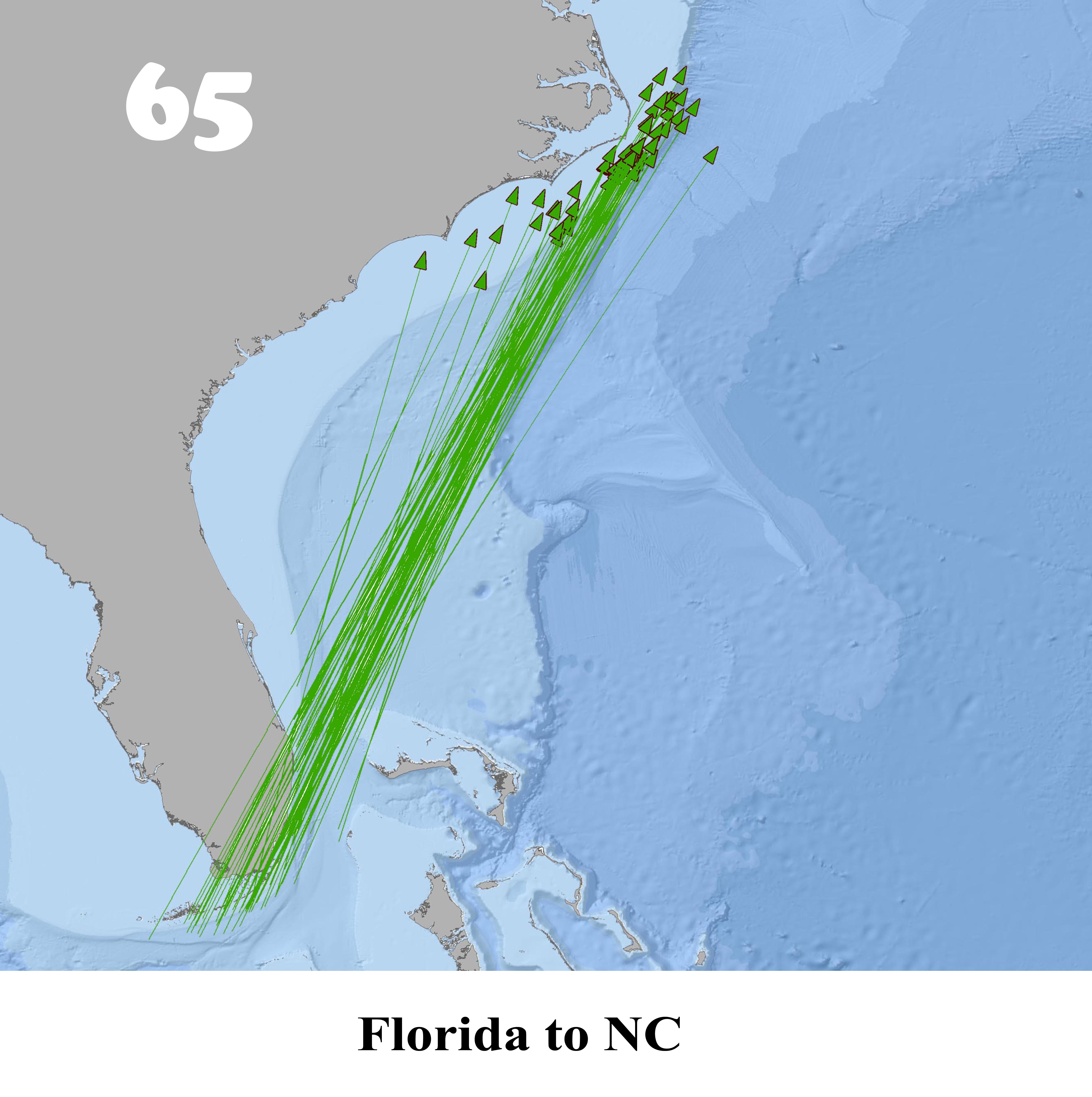 4_florida_nc_v2 | Dolphinfish Research Program | Mahi-Mahi | Mahi ...